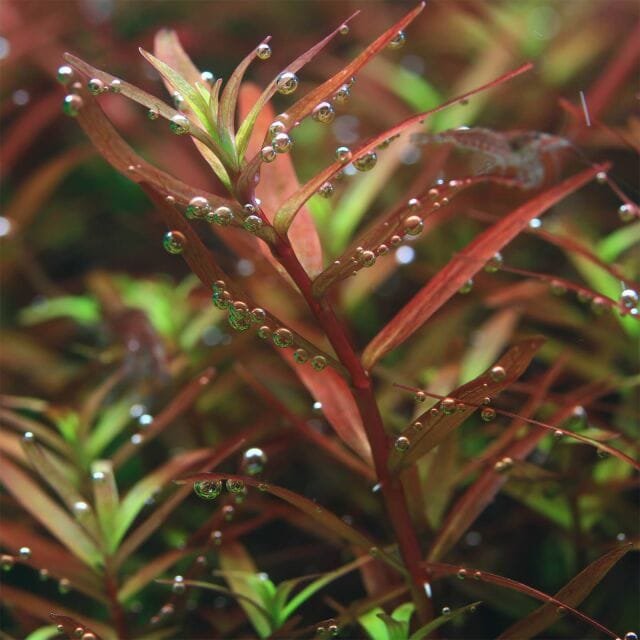 Rotala Rotundifolia "Assam"(10 Stem) - Fish Buy