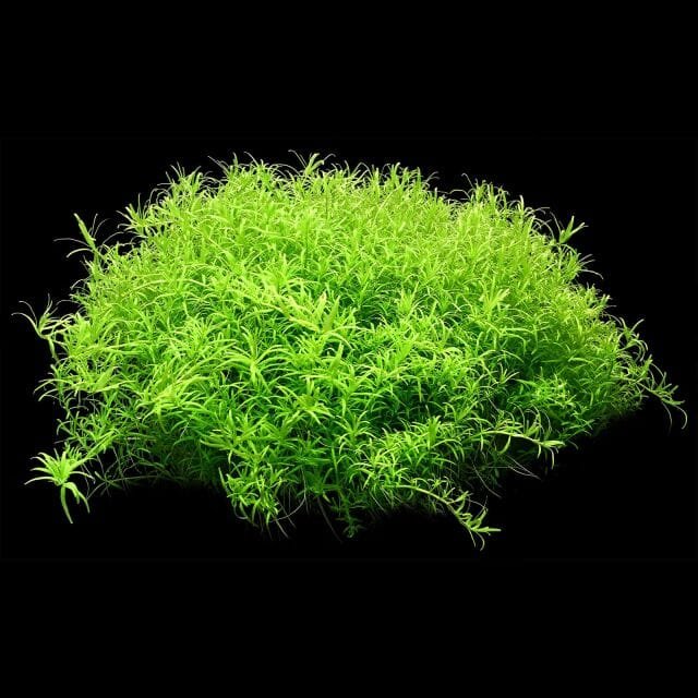 Rotala sp. "Wayanad"(10 Stem) - Fish Buy
