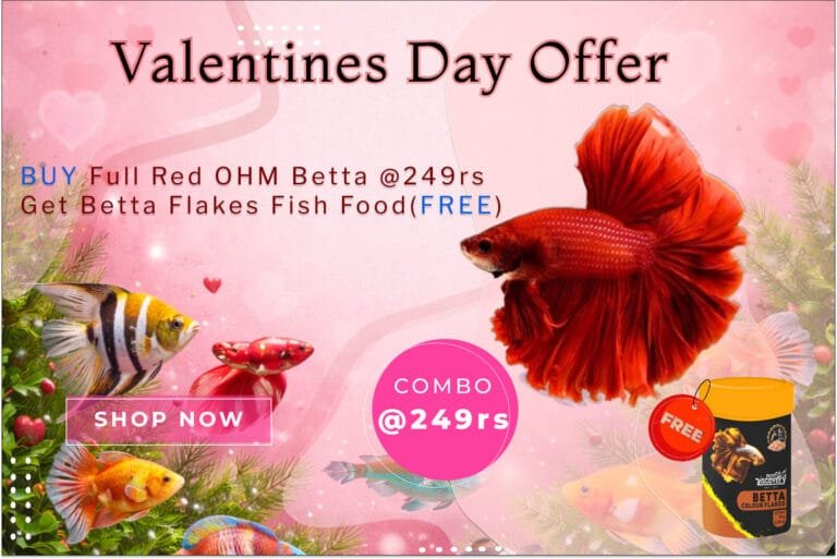 Fish Buy | The Online Aquatic Shop For Fishes